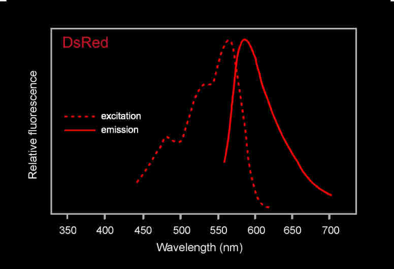 红色荧光蛋白RFP (DsRed)-广泛应用RFP标签抗体-武汉艾美捷科技有限公司