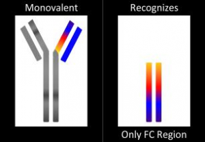 pHast-抗体药物(ADC)内化体外检测新工具 - 每日生物评论