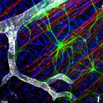 Dylight 405蓝色荧光二抗 - 每日生物评论