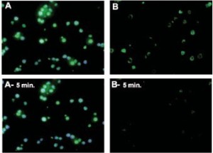 Fluoromount-G荧光封片剂—最经典的抗荧光淬灭封片剂 - 每日生物评论