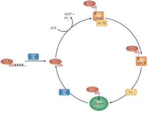 Sumo化蛋白定量试剂盒—小泛素化研究利器 - 每日生物评论