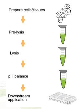 组蛋白提取试剂盒—EpiQuik Total Histone Extraction Kit - 每日生物评论