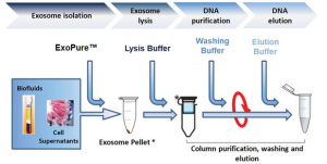 外泌体(exosome)DNA/RNA快速分离提取解决方案—外泌体DNA/RNA提取试剂盒 - 每日生物评论