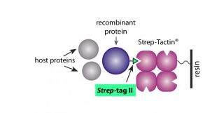Strep Tag II抗体:新型Strep II标签让蛋白纯化更高 - 每日生物评论