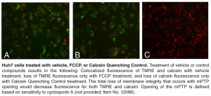 线粒体通透性转换孔(mPTP)分析试剂盒:适用于流式和显微镜 - 每日生物评论