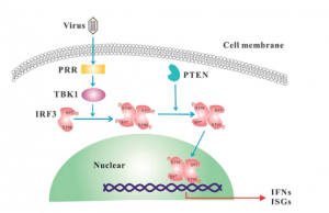 肿瘤抑制基因PTEN免疫学功能的新发现 - 每日生物评论
