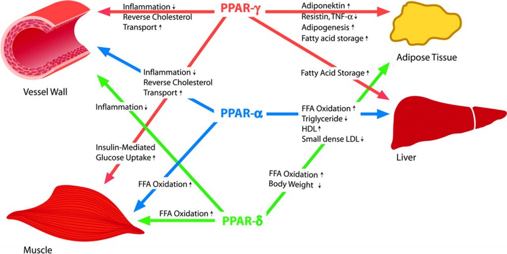 过氧化物增殖激活受体（PPAR）α 特异性高效多用途抗体 - 每日生物评论