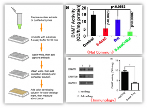 DNA甲基转移酶(DNMTs)活性/抑制分析试剂盒 - 每日生物评论
