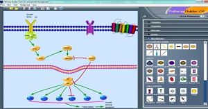 如何制作炫酷的信号通路图，附软件下载 - 每日生物评论
