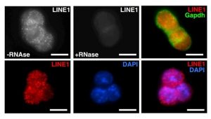 一直被误解的“跳跃基因”LINE1却是早期胚胎发育的大功臣 - 每日生物评论