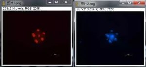 ImageJ新技能：细胞共定位 - 每日生物评论