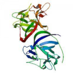 碱性成纤维细胞生长因子（FGF-2） - 每日生物评论