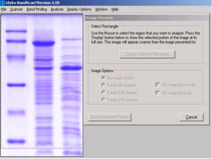 凝胶分析软件BandScan使用方法！附软件下载 - 每日生物评论