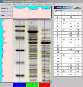 凝胶分析软件BandScan使用方法！附软件下载 - 每日生物评论