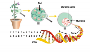 纯化高质量植物DNA，您缺一个植物DNA提纯试剂盒 - 每日生物评论