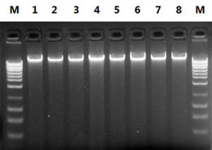 纯化高质量植物DNA，您缺一个植物DNA提纯试剂盒 - 每日生物评论