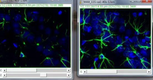 Image J实用技巧：荧光图片使用技巧 - 每日生物评论