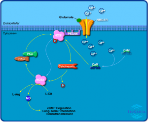 让明星信号分子NO检测高通量，简便的奥秘是？ - 每日生物评论