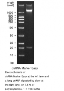 超全RNA ladder和DNA ladder来“聚会” - 每日生物评论