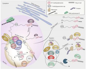 小综述：RNA m6A甲基化 - 每日生物评论