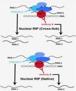 惊了~RNA pull-down的小姐妹RIP也来啦 - 每日生物评论
