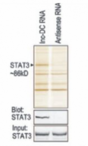 传说中的RNA PULL DOWN是啥？ - 每日生物评论