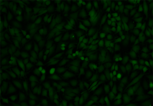 细胞内pH怎么测？荧光pH探针来帮忙 - 每日生物评论