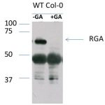 赤霉素（GA）信号通路关键蛋白——DELLA家族蛋白RGA解决方案 - 每日生物评论