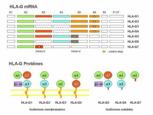 人类白细胞抗原G（HLA-G）丨抗体结果分享展示 - 每日生物评论