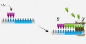 别具一格的TdT末端转移酶 - 每日生物评论