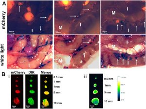 Di系列染料探针丨DiI, DiO, DiD 和 DiR探针解决方案 - 每日生物评论
