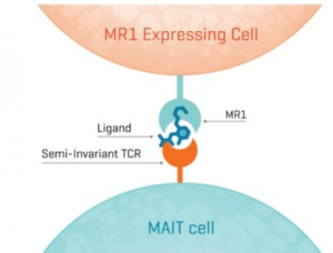 MAIT细胞检测最新发现：MR1多聚体解决方案 - 每日生物评论