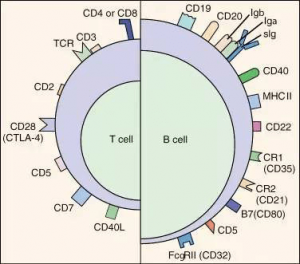 荧光标记CD3抗体的功能和应用 - 每日生物评论