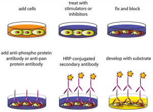 基于细胞的Cell-Based ELISA检测试剂盒，Biomatik解决方案 - 每日生物评论
