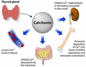 Biomatik降钙素（Calcitonin）检测试剂盒、抗体、蛋白一站式方案 - 每日生物评论