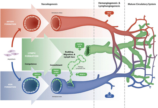 Relia Tech人/鼠Lyve-1抗体文章结果共赏！ - 每日生物评论