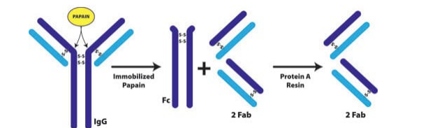 G-BioSciences Fab，F(ab’)2片段制备试剂盒助力科研！ - 每日生物评论