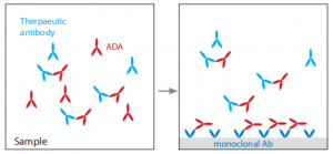 【IDK爆款】常见单抗类药物与抗药物抗体(ADA)检测试剂盒 - 每日生物评论