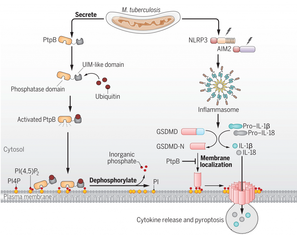 生物评论周报第223期：Science一种细菌性磷脂磷酸酶通过劫持泛素抑制细胞焦亡 - 每日生物评论