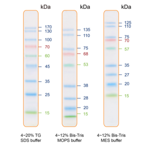 真彩虹Marker长这样：Bio-Helix 4色预染蛋白Markers - 每日生物评论