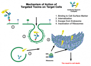【ATSbio】明星靶向毒素——皂草素(Saporin)简史及其对神经科学的贡献 - 每日生物评论