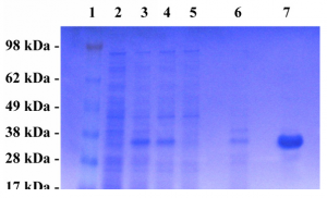 Cell Biolabs QuickTiter 小鼠白血病病毒（MuLV）核心抗原ELISA检测试剂盒现货热销 - 每日生物评论