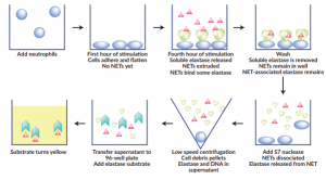 NETosis检测试剂盒：中性粒细胞胞外捕获物（NET）检测 - 每日生物评论