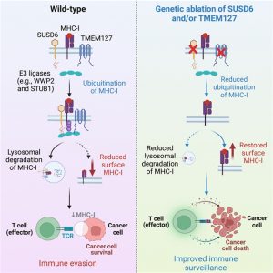 Cell：癌细胞表面MHC-I的首个负调控机制 - 每日生物评论