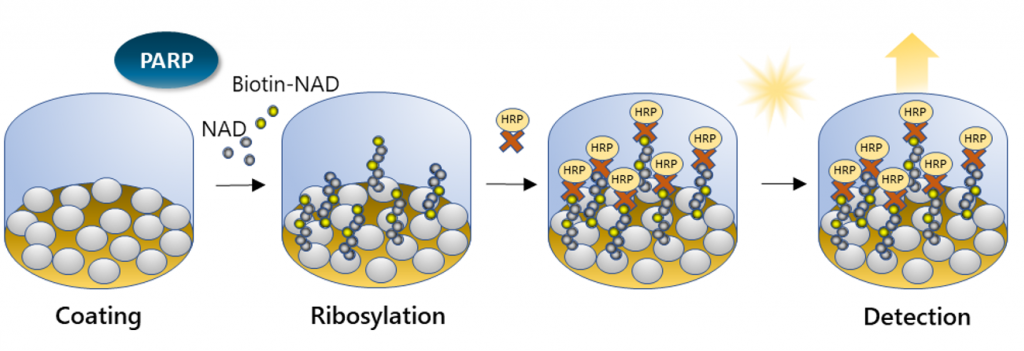 多聚ADP核糖聚合酶（PARP）酶活&抑制剂筛选检测试剂盒 - 每日生物评论