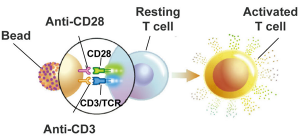 Biogradetech T细胞分选激活磁珠，T-Activator CD3/CD28 Beads实验步骤说明 - 每日生物评论