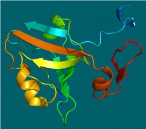 新PSD95抗体对标准PFA固定的组织和细胞在IHC和ICC上的完美结果 - 每日生物评论