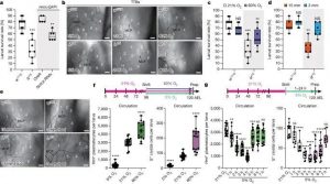 昆虫呼吸的新机制：果蝇免疫细胞通过PPO2蛋白相变运输氧气 - 每日生物评论