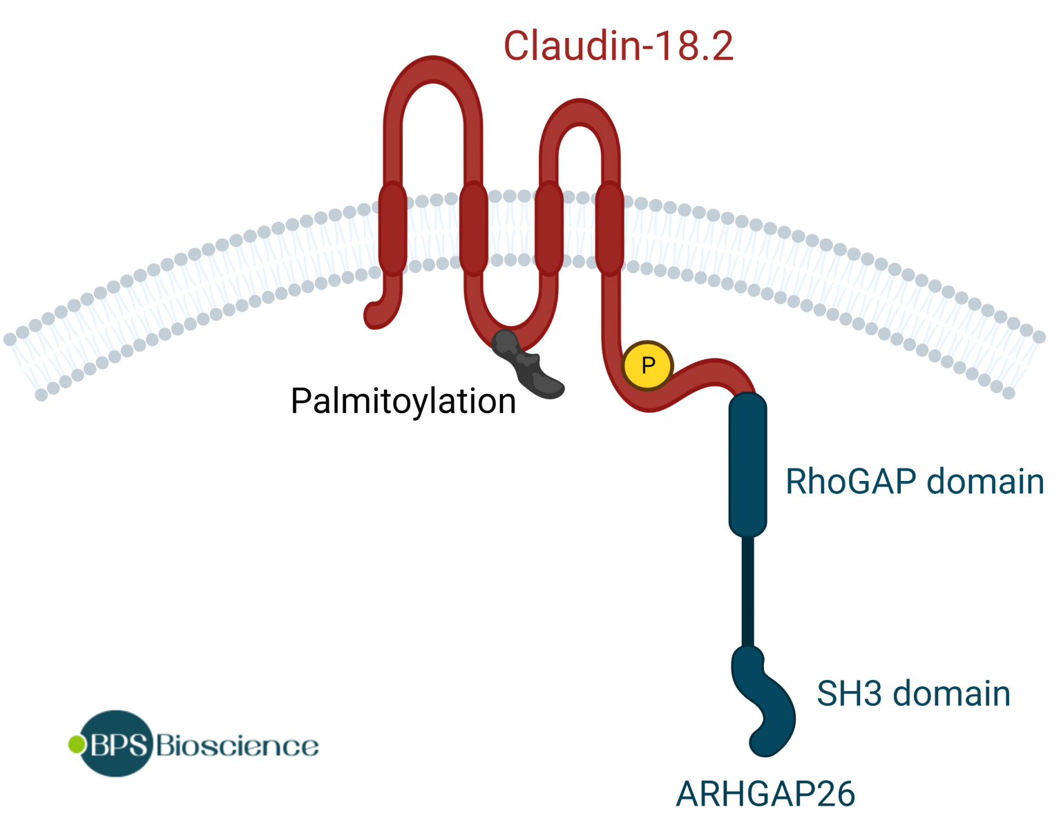 Claudin-18：肿瘤学的治疗靶点 - 每日生物评论