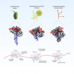 Cell：Fanzor 多样性及其DNA切割机制的结构性见解 - 每日生物评论